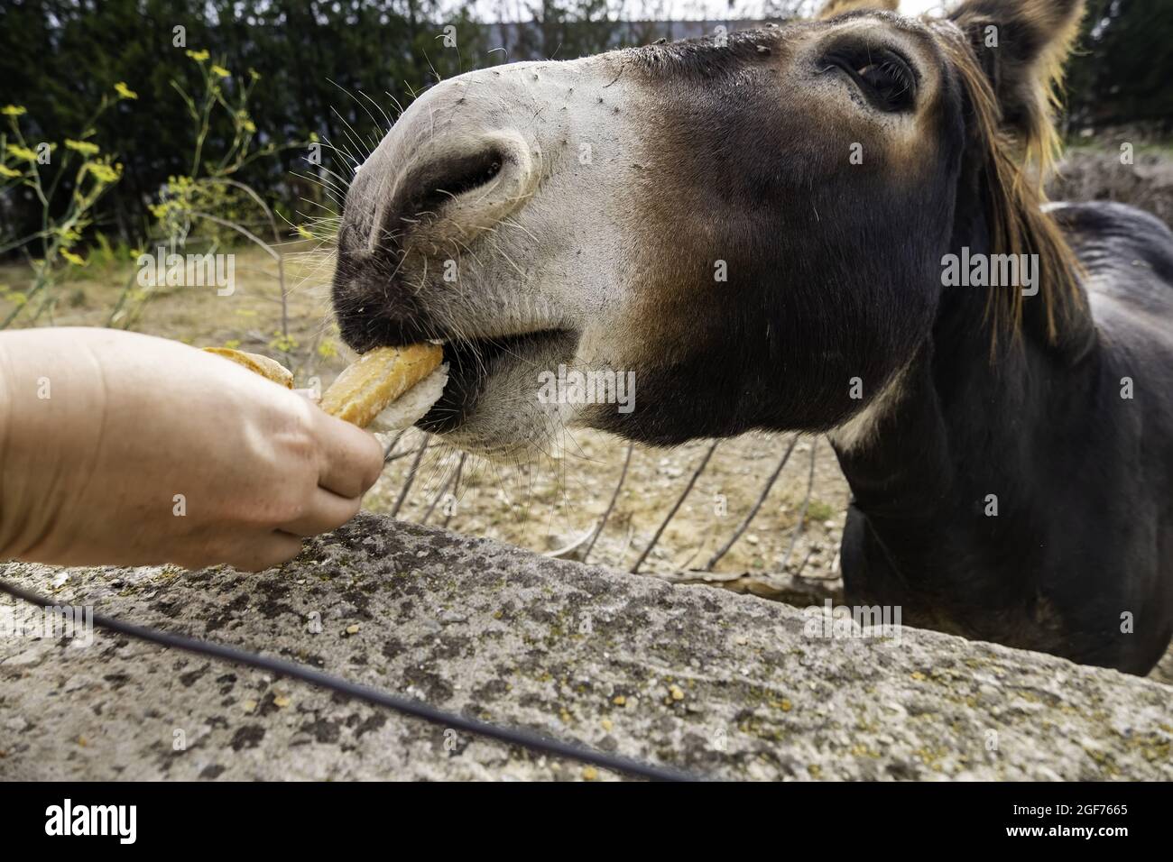 Detail of feeding a donkey on a rural farm Stock Photo - Alamy