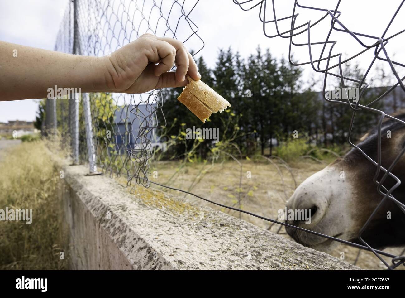 Detail of feeding a donkey on a rural farm Stock Photo - Alamy