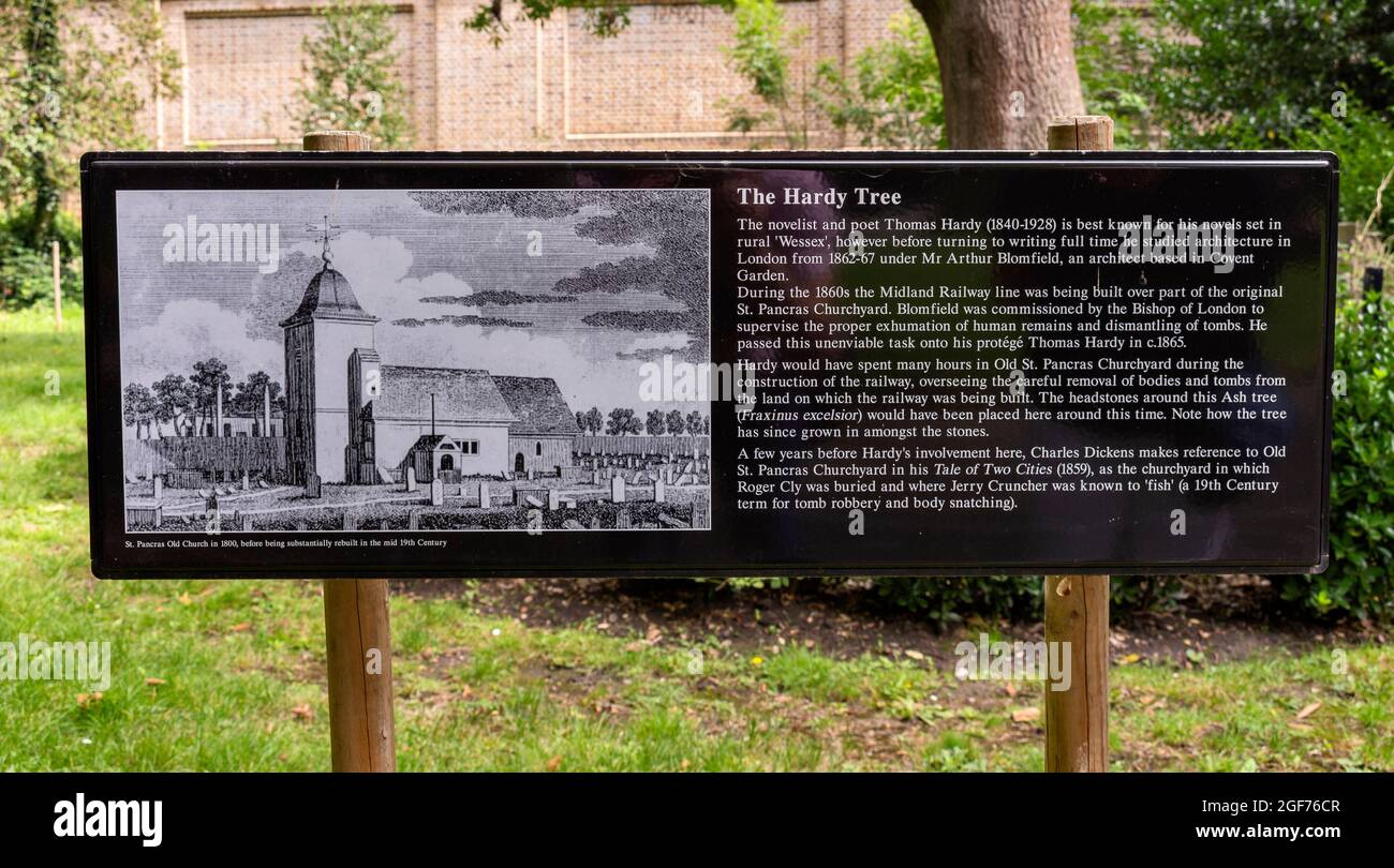 LONDON SOMERS TOWN SAINT PANCRAS OLD CHURCH THE HARDY TREE Fraxinus ...