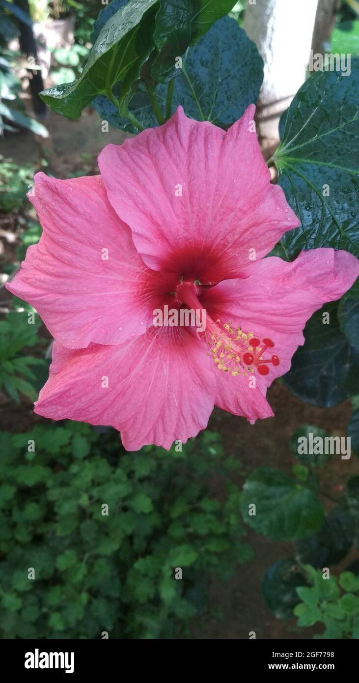 Hibiscus sprout High Resolution Stock Photography and Images - Alamy