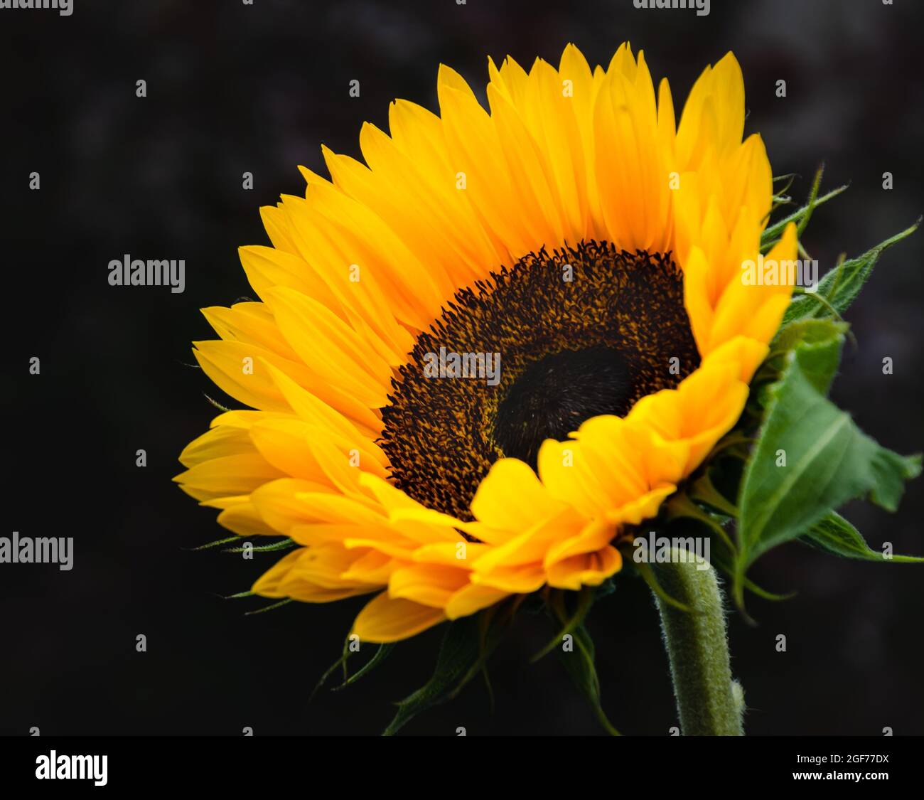 sunflower on dark background Stock Photo - Alamy