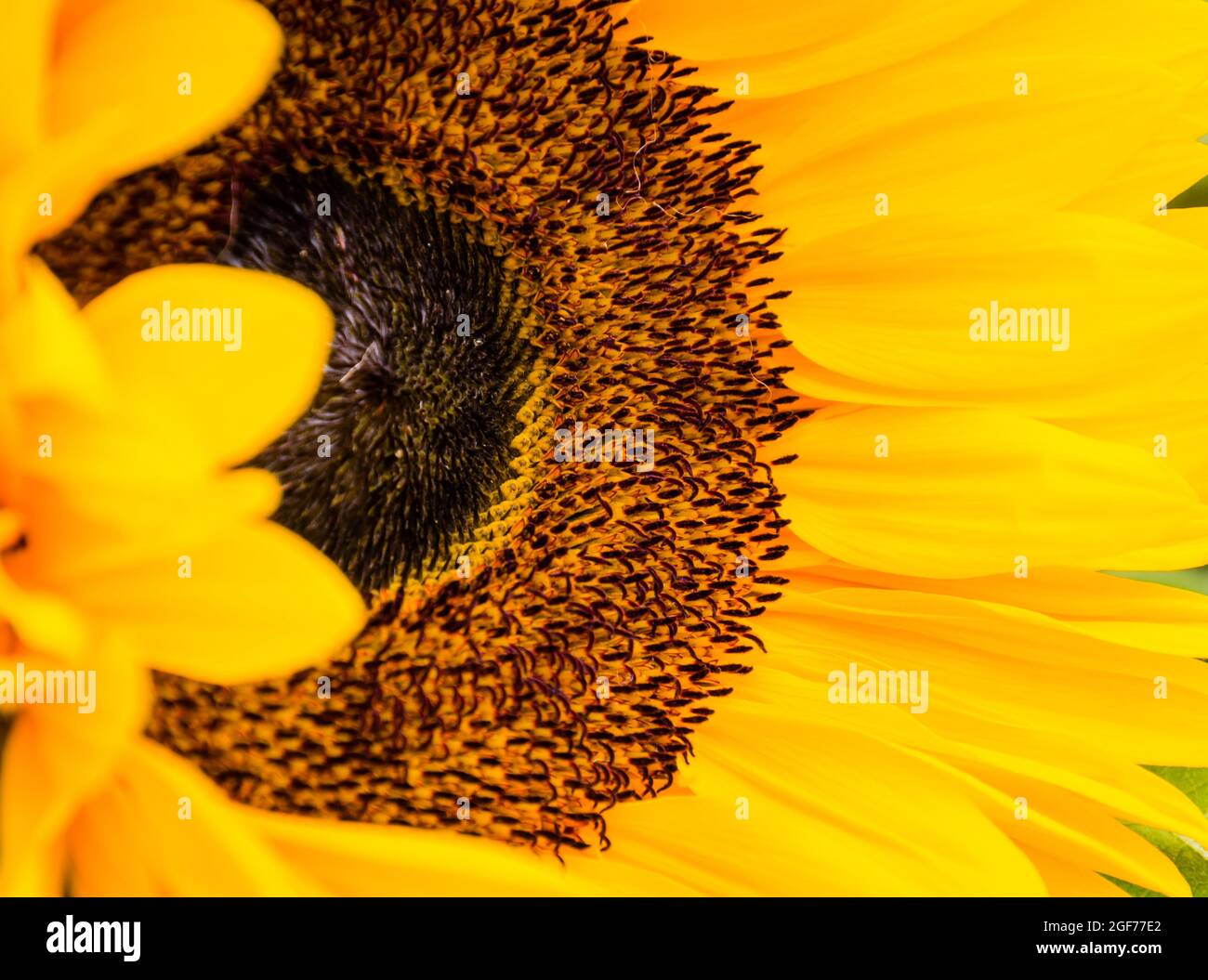 sunflower close up resembling an eye Stock Photo - Alamy