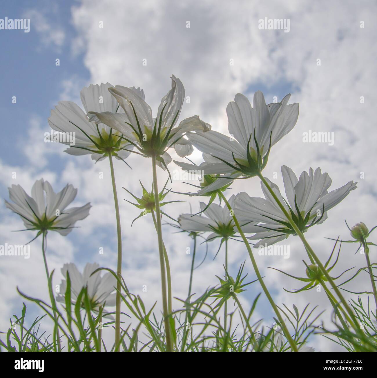 White cosmos hi-res stock photography and images - Alamy