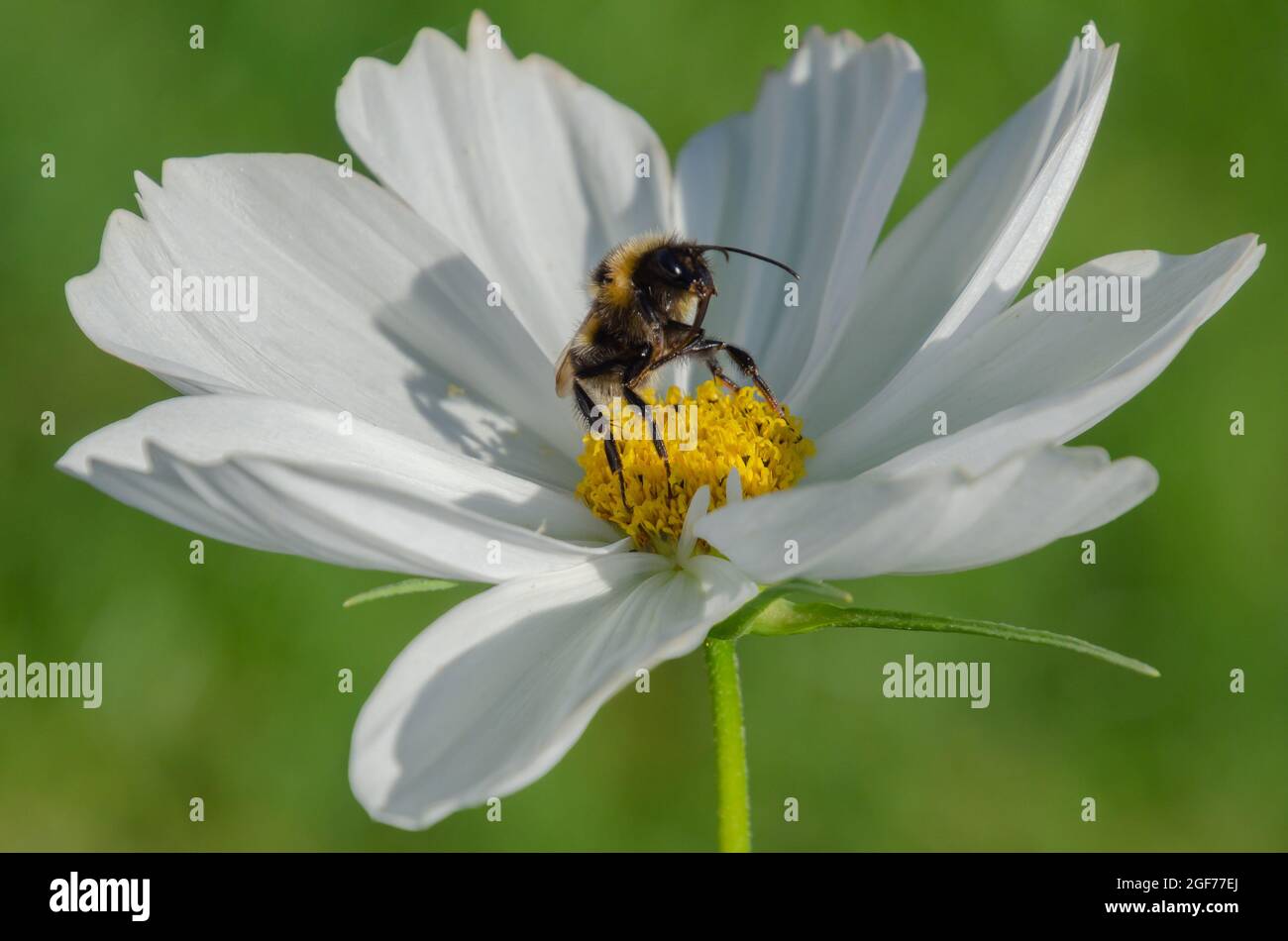 Pollination white flower hi-res stock photography and images - Alamy