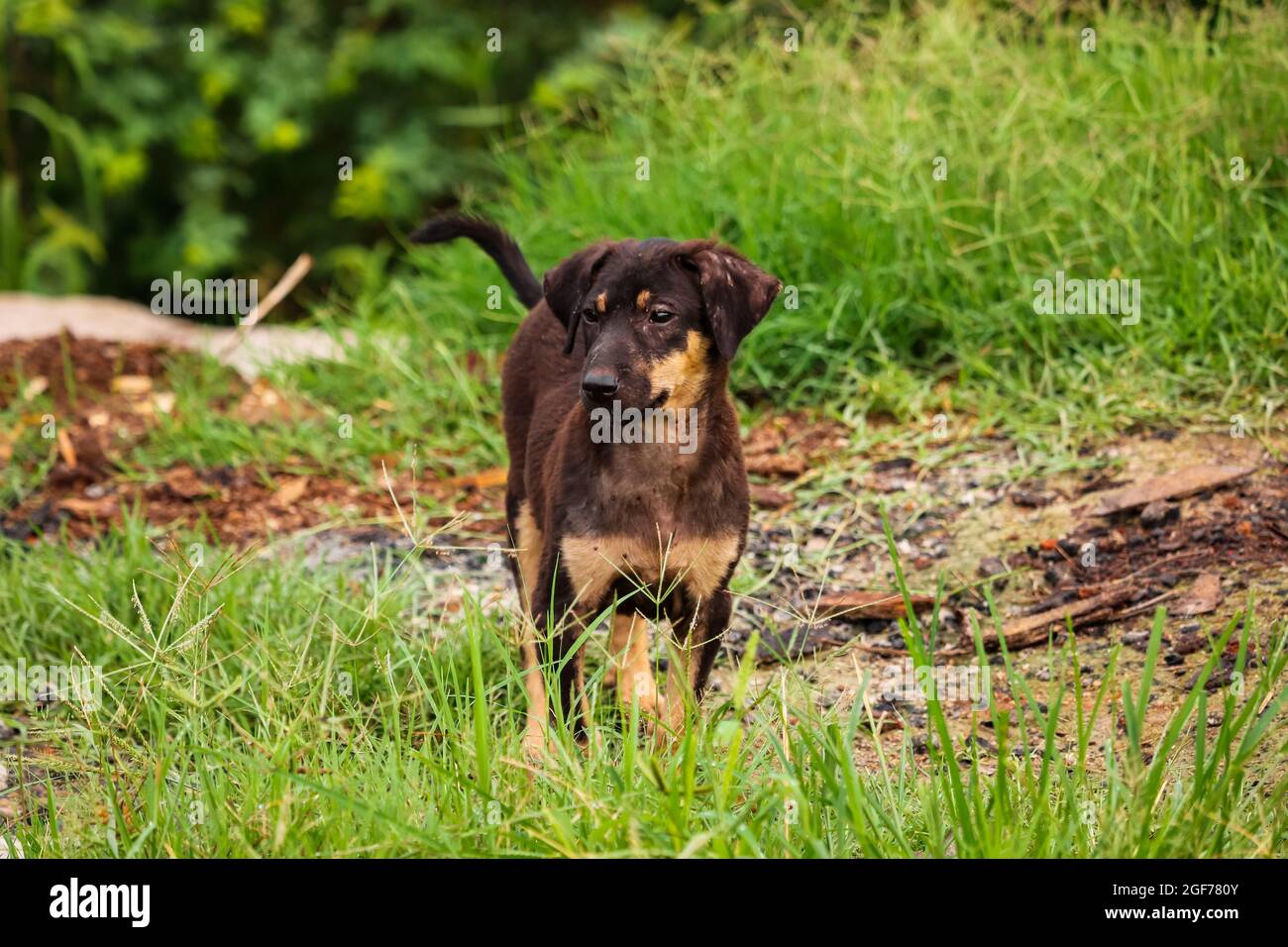 Selective focus shot of brown dog on grass Stock Photo - Alamy