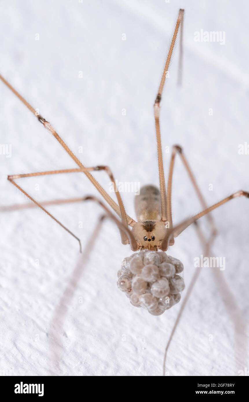 Pholcus phalangioides, macro of a female cellar spider, known as daddy ...