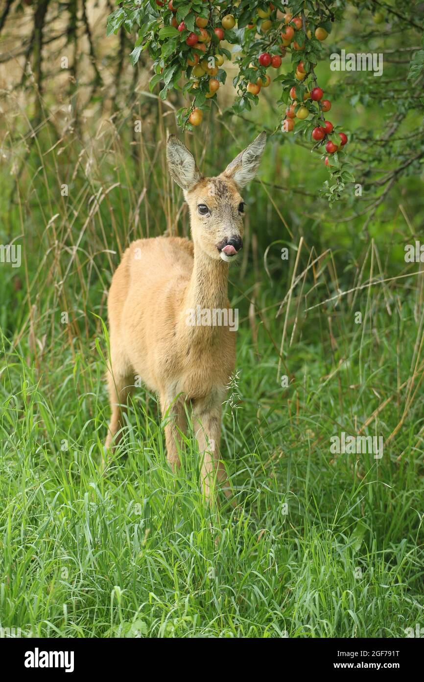 Greek orchard hi-res stock photography and images - Alamy