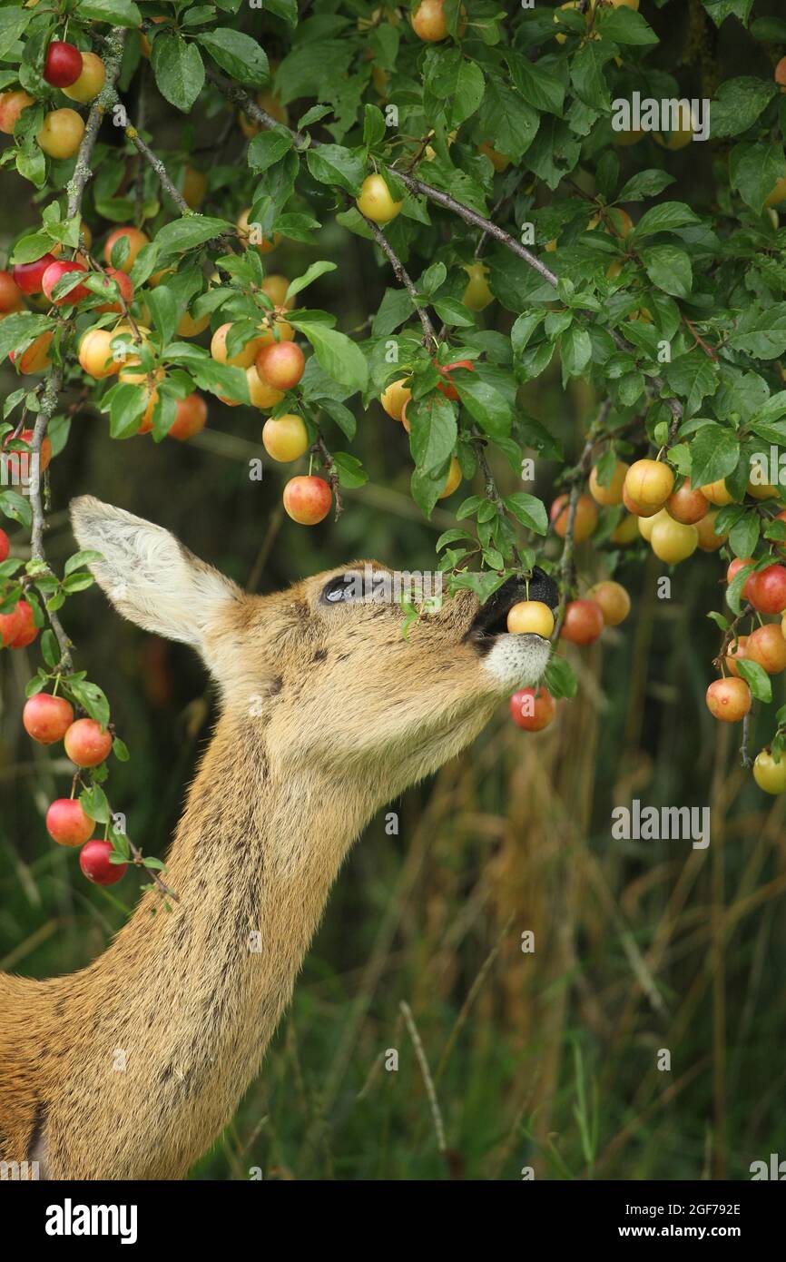 European roe deer (Capreolus capreolus) eating ripe fruits of ...