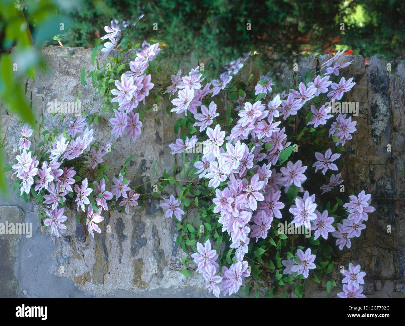Clematis climbing wall flower hi-res stock photography and images - Alamy