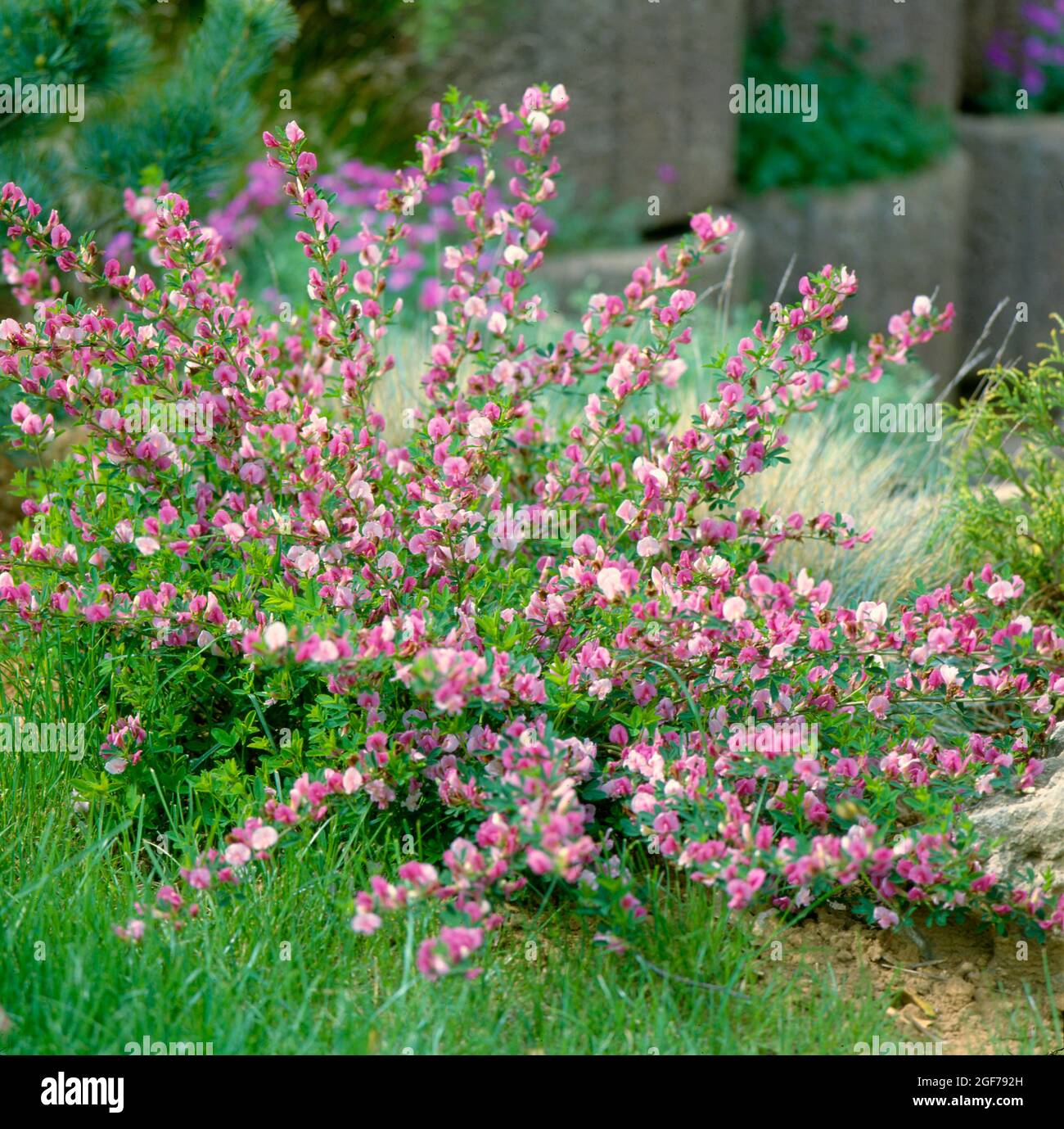 Rose broom (Cytisus purpureus Stock Photo - Alamy