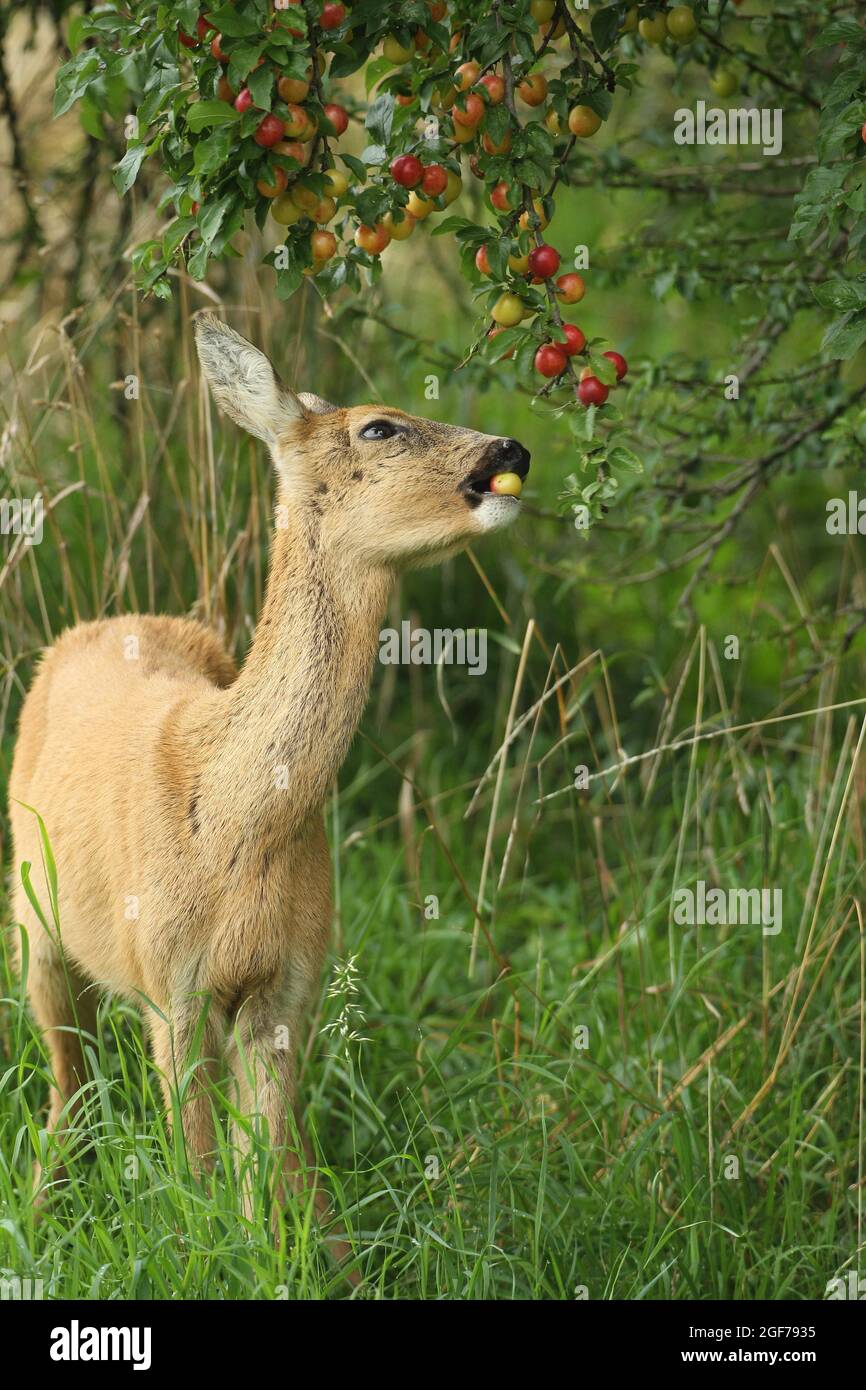 European roe deer (Capreolus capreolus) eating ripe fruits of ...