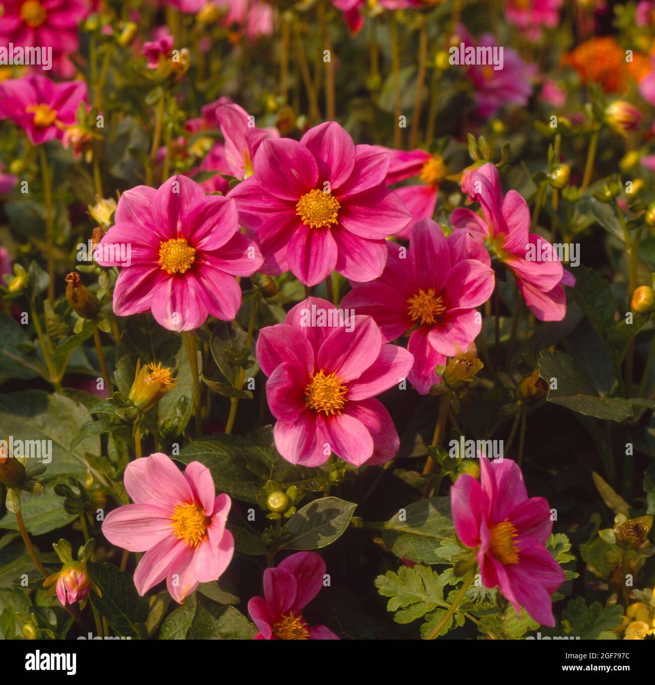 Tall mignon Dahlias (Dahlia), Dahlias Stock Photo - Alamy