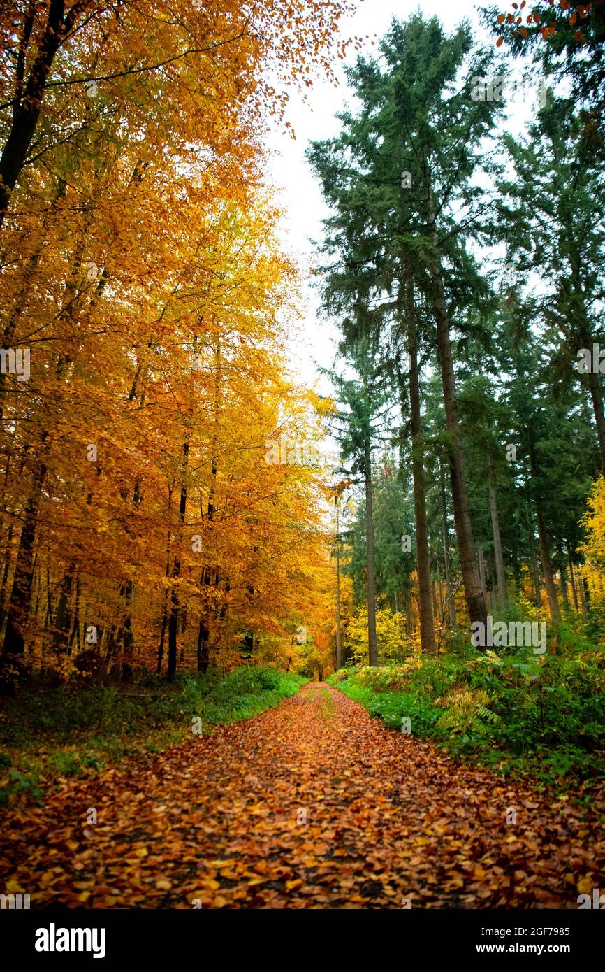 Forest in transition, right side the past with coniferous wood but ...