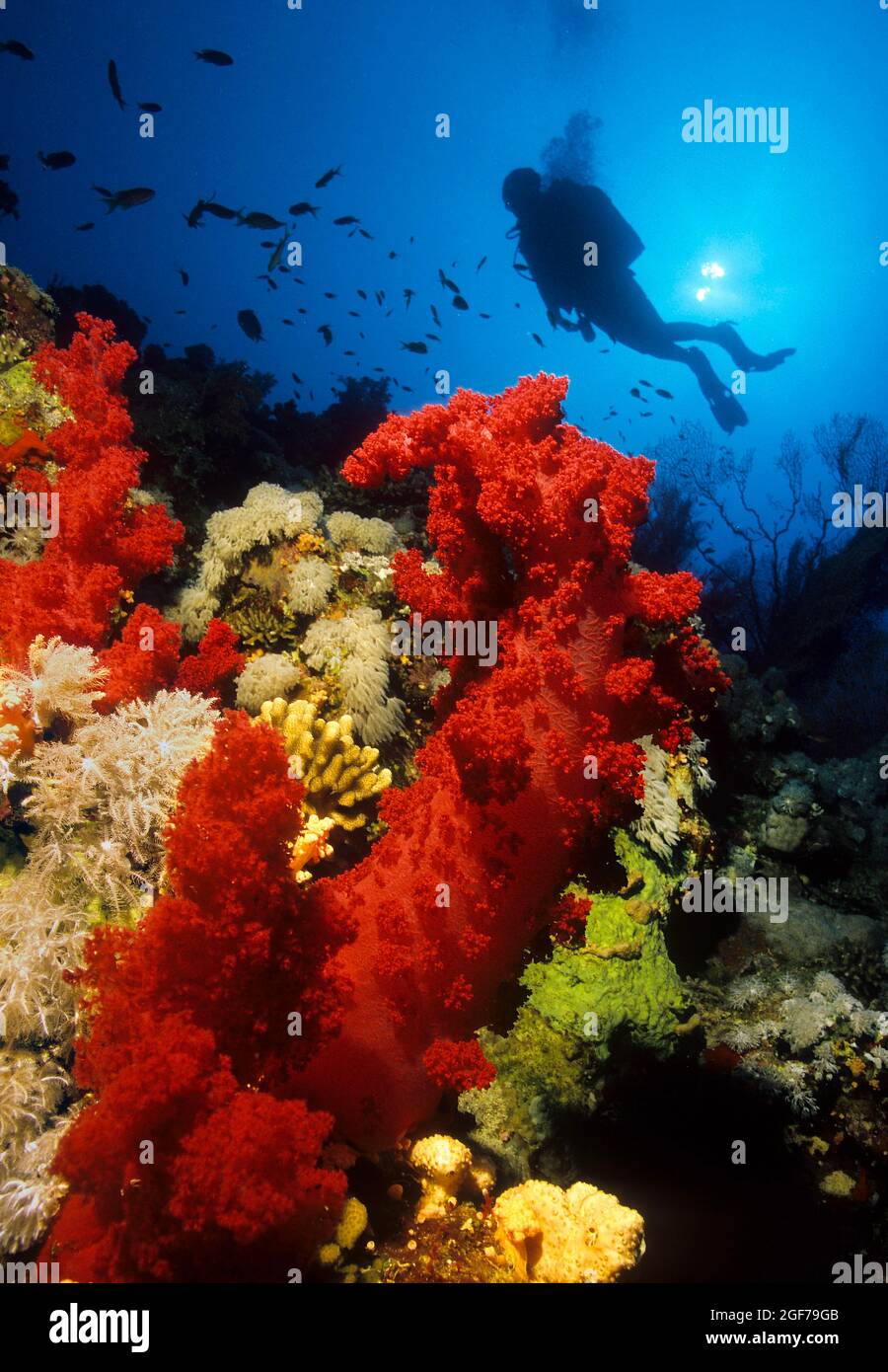 Stemmy red soft coral (Dendronephthya) in colourful coral reef, above ...