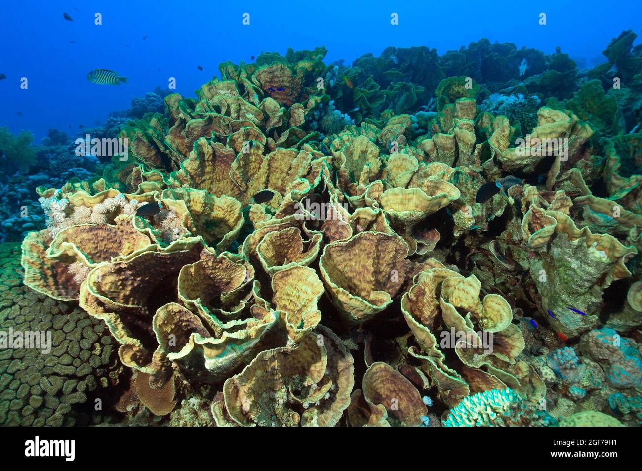 Disc coral (Turbinaria conspicua), Red Sea, Aqaba, Jordan Stock Photo ...