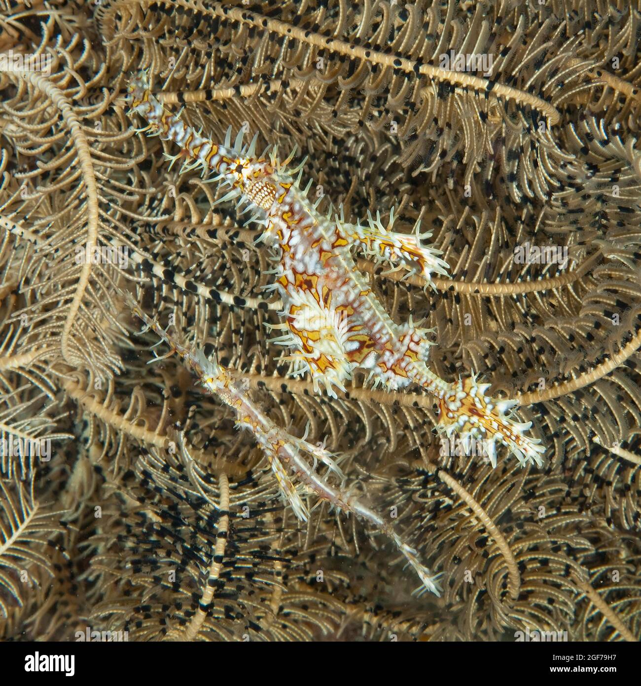 Pair of jewelled ghost pipefish, ornate ghost pipefish (Solenostomus ...