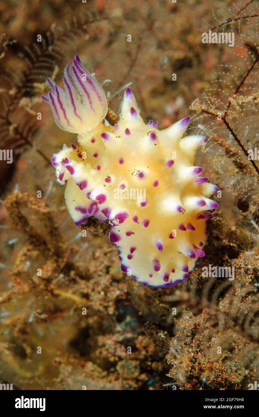 Magnificent star snail, Bumpy Mexichromis (Mexichromis multituberculata ...