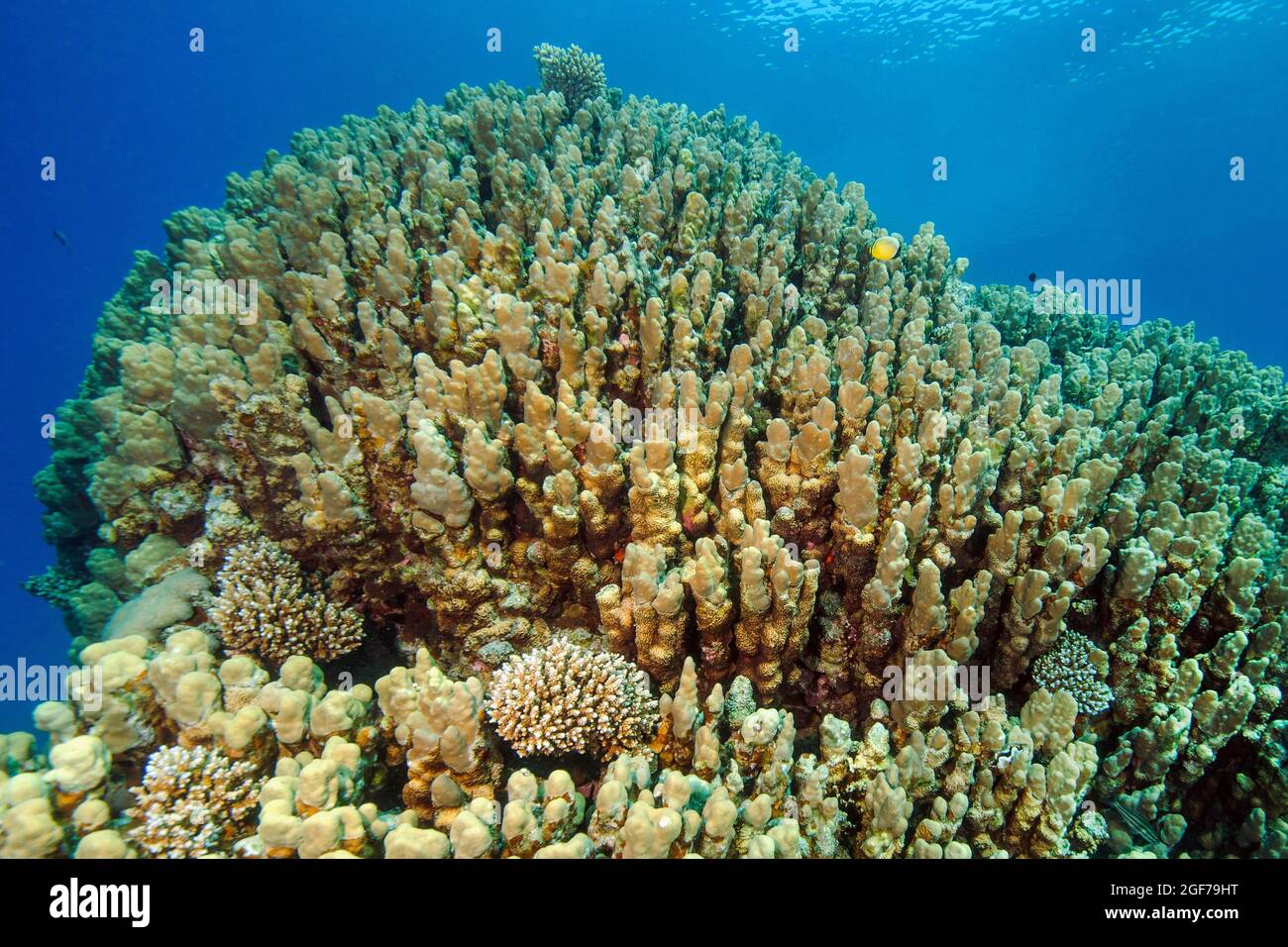 Large colony of Dome corals (Porites nodifera), Red Sea, Aqaba, Jordan ...