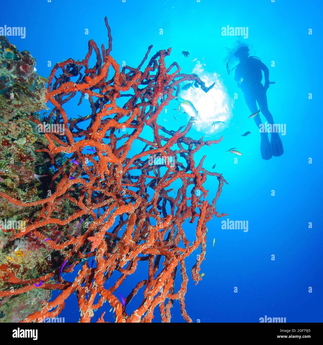 Toxic Finger Sponge (Negombata Magnifica) on steep coral reef, Red Sea ...