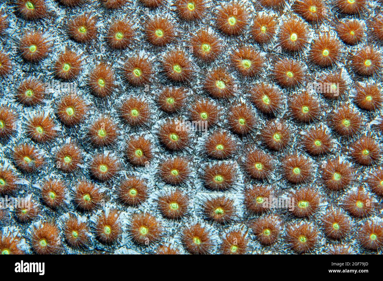 Close-up of polyps of great star coral (Montastrea cavernosa), stony ...