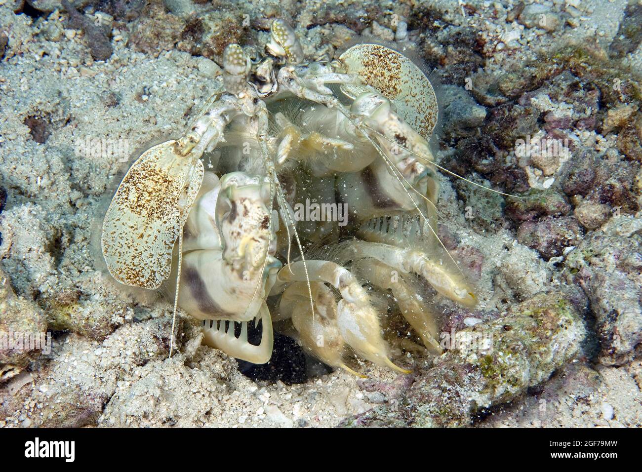 Zebra mantis shrimp (Lysiosquillina maculata) throws stones from its ...
