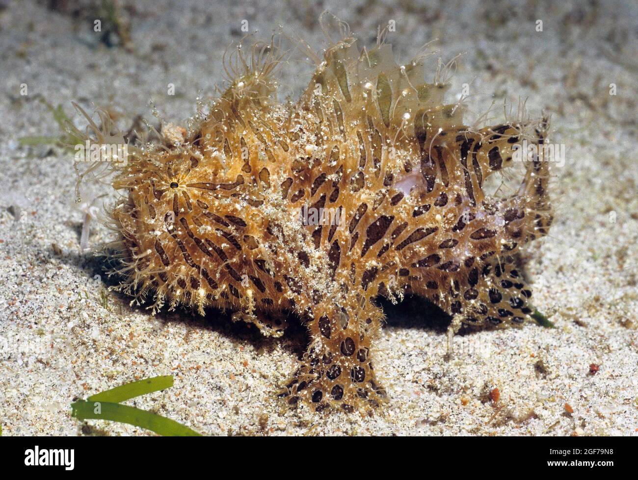 Striated frogfish (Antennarius striatus), Pacific Ocean, Mindoro Island ...