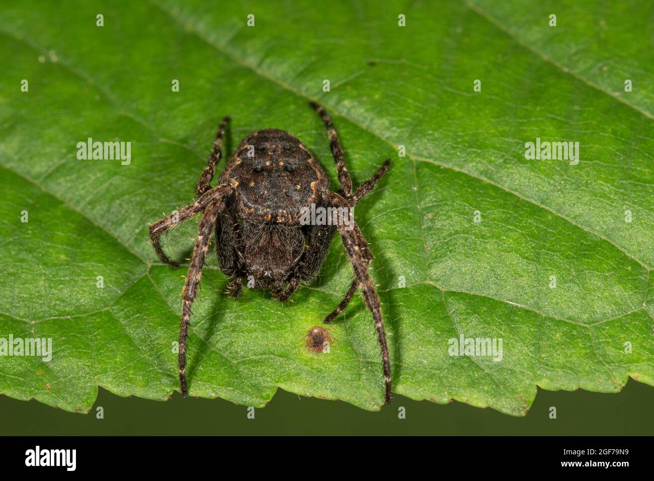Walnut orb weaver spider (Nuctenea umbratica) on a leaf, Baden ...