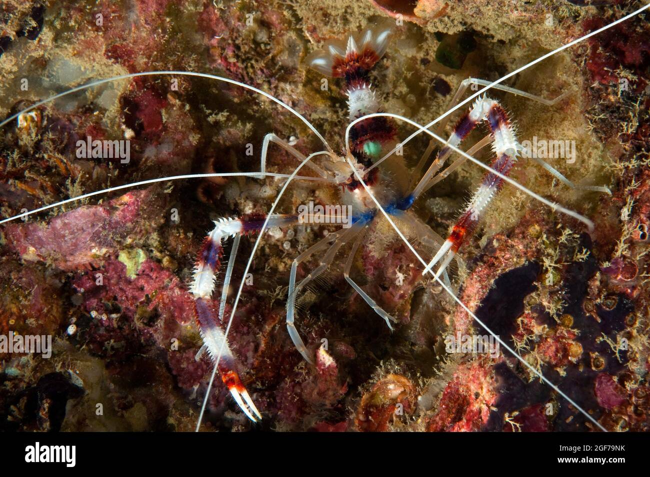 Banded Coral Shrimp (Stenopus hispidus), Indian Ocean, Maldives Stock ...
