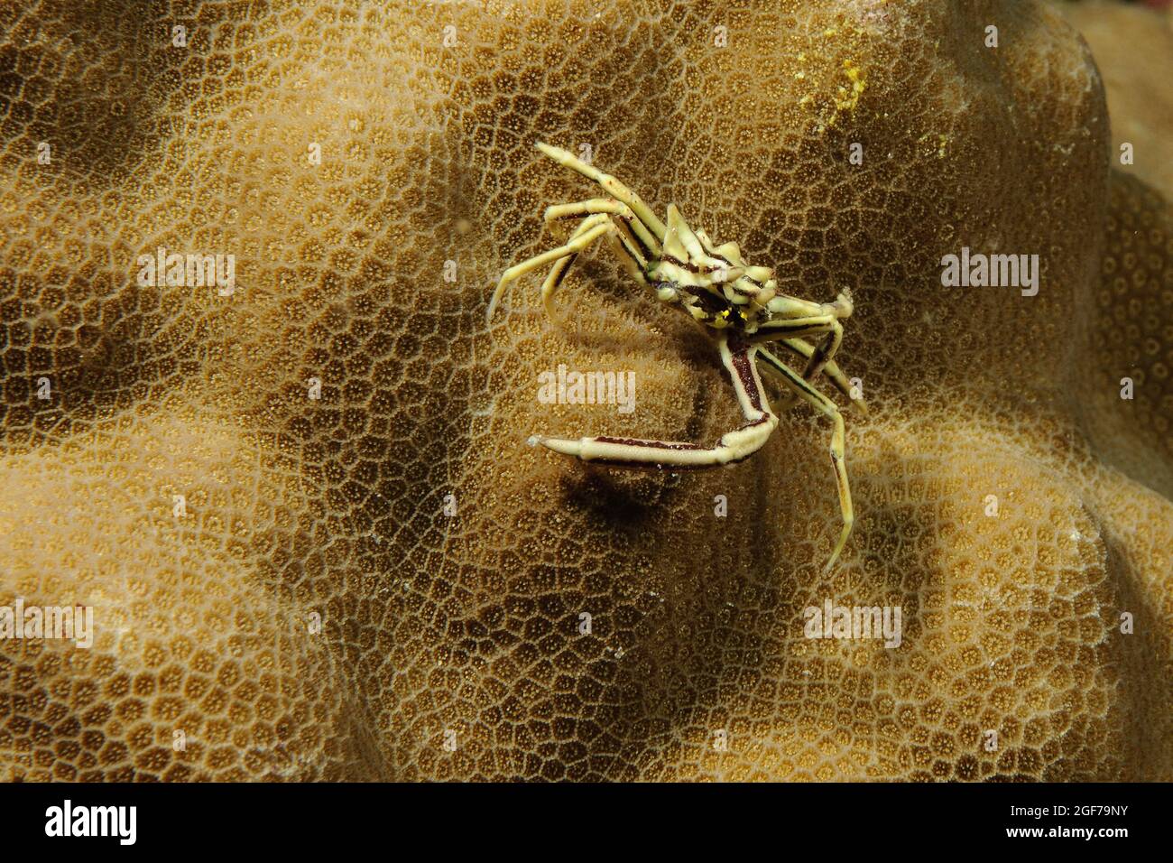 Spider crab (Hyastenus uncifer), Philippine Sea, Pacific Ocean, Negros ...
