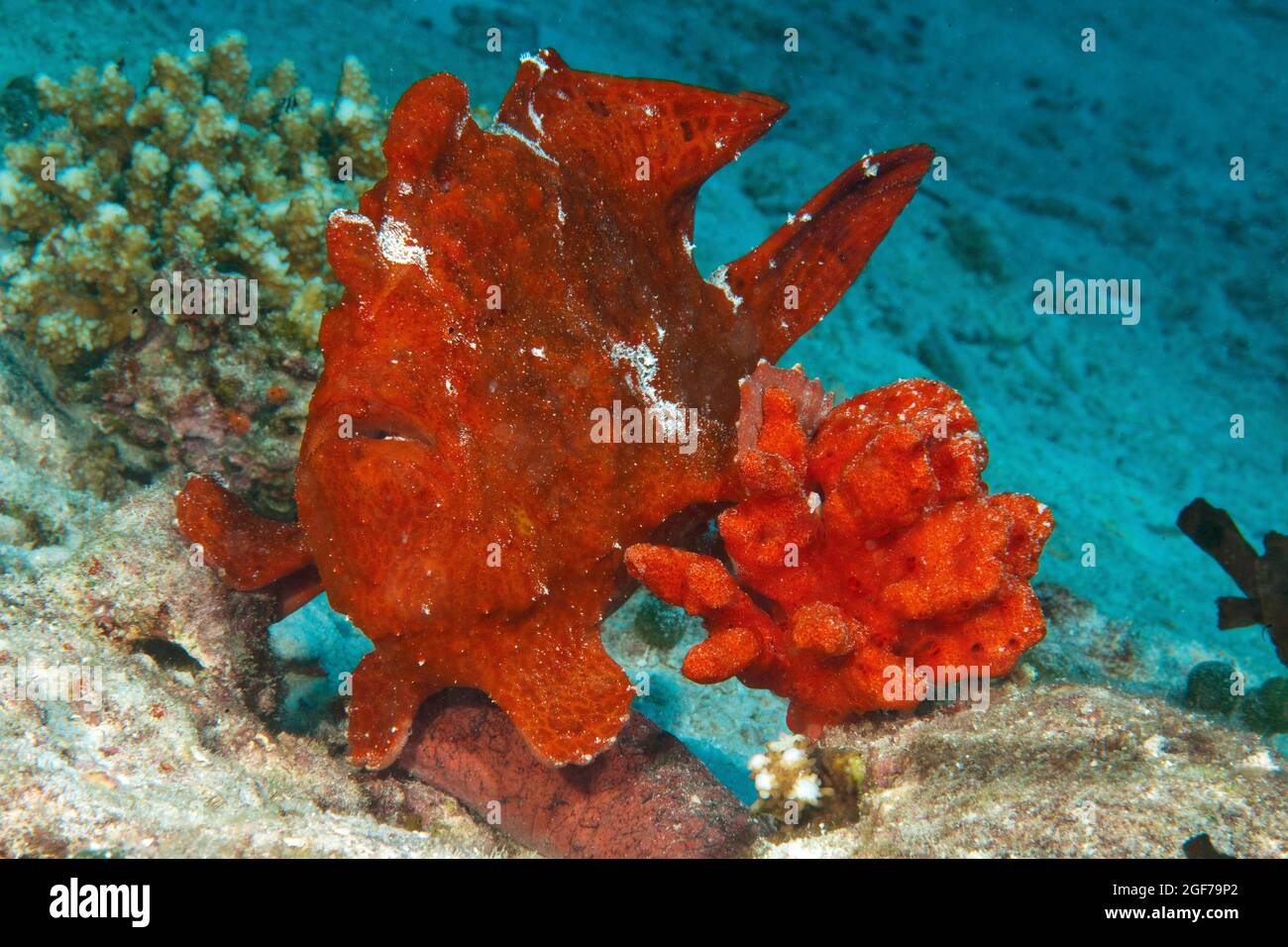 Giant frogfish (Antennarius commersoni) camouflages itself like red ...