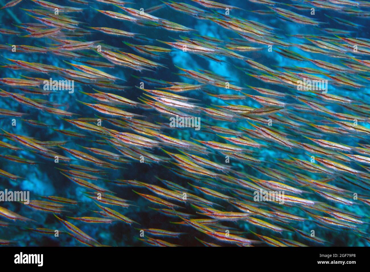 swarm of fish of Coral shrimpfishes (Centriscus scutatus), Pacific ...