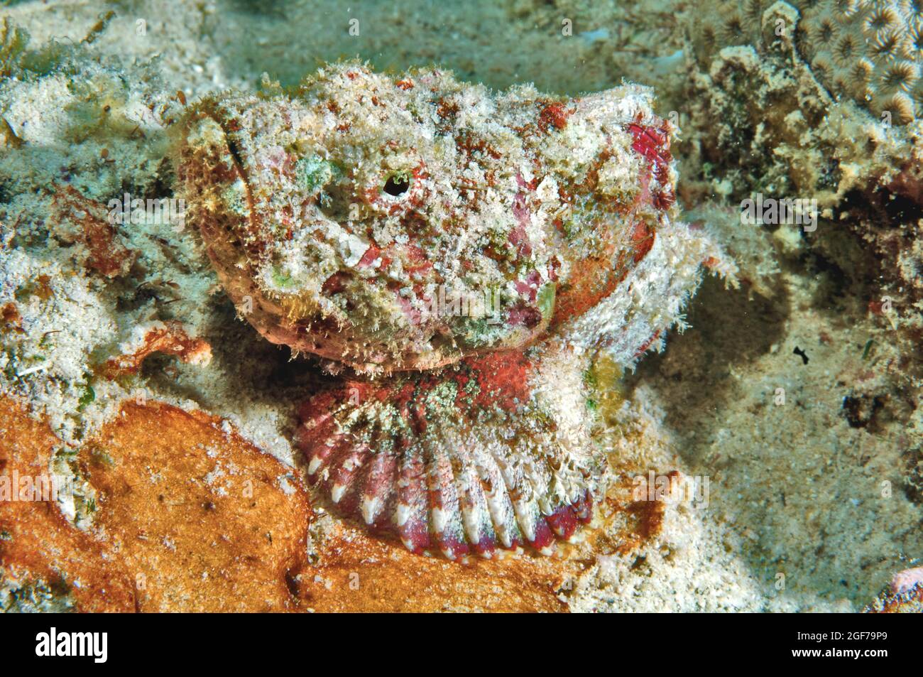False stonefish (Scorpaenopsis diabolus), lying camouflaged on the ...