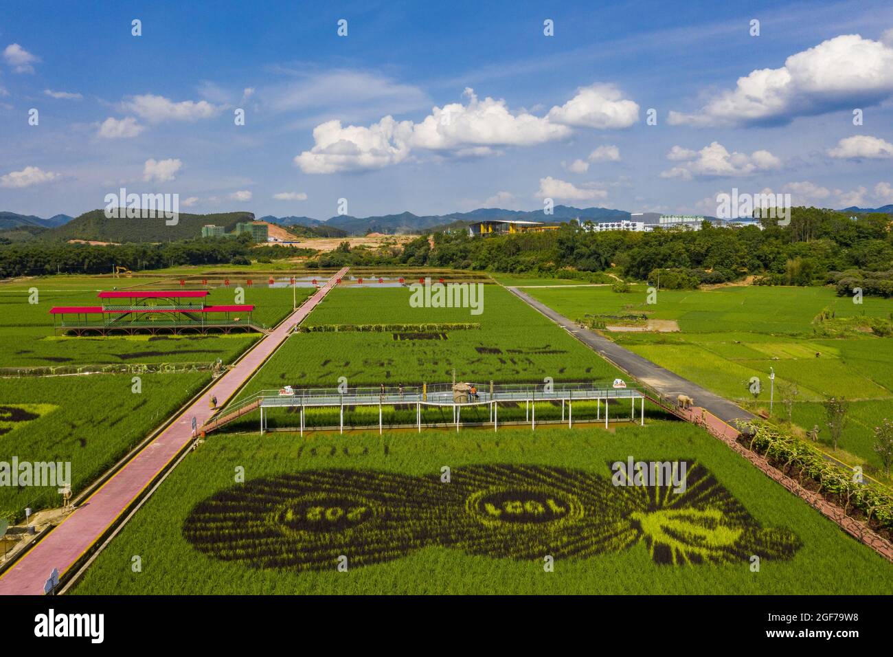 Wuzhou, Wuzhou, China. 24th Aug, 2021. On August 22, 2021, the ''Rice ...