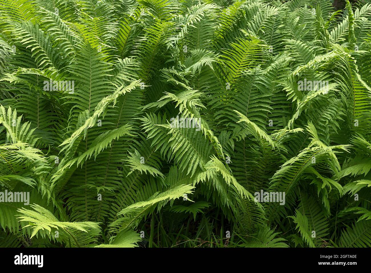 Ostrich fern hi-res stock photography and images - Alamy