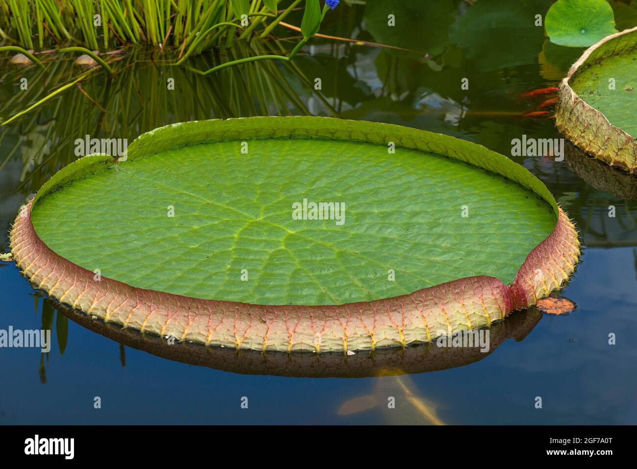 Leaf of a Santa Cruz water lily (Victoria cruziana), Botanical Garden ...