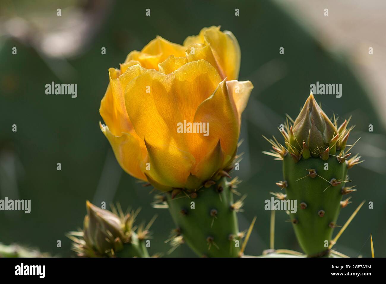 Flower of Scheer's Opuntia (Opuntia scheeri), Botanical Garden ...