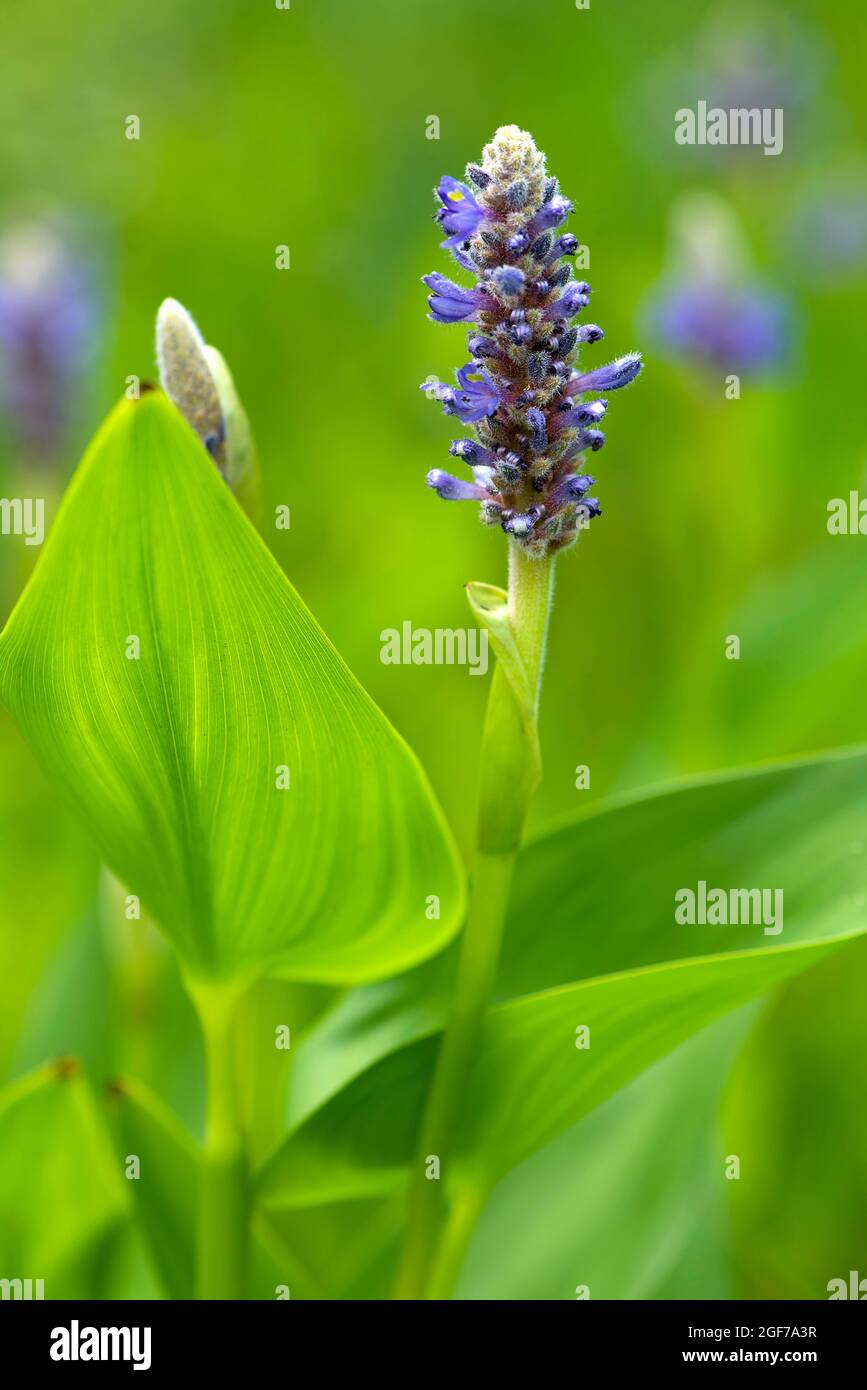 Pickerelweed (Pontederia cordata), Botanical Garden, Bavaria, Germany ...