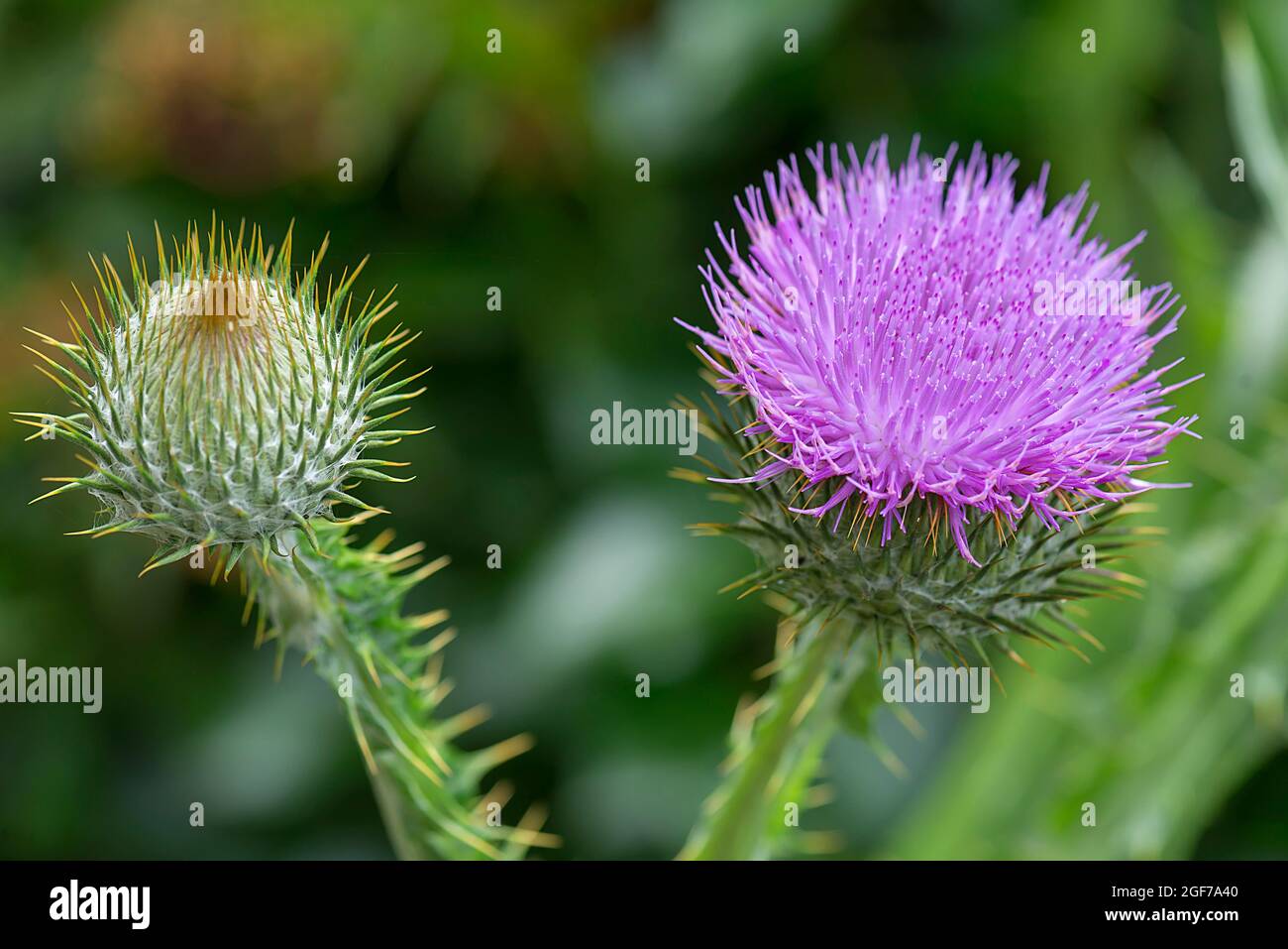 Cotton thistle (Onopordum acanthium), Bavaria, Germany Stock Photo - Alamy