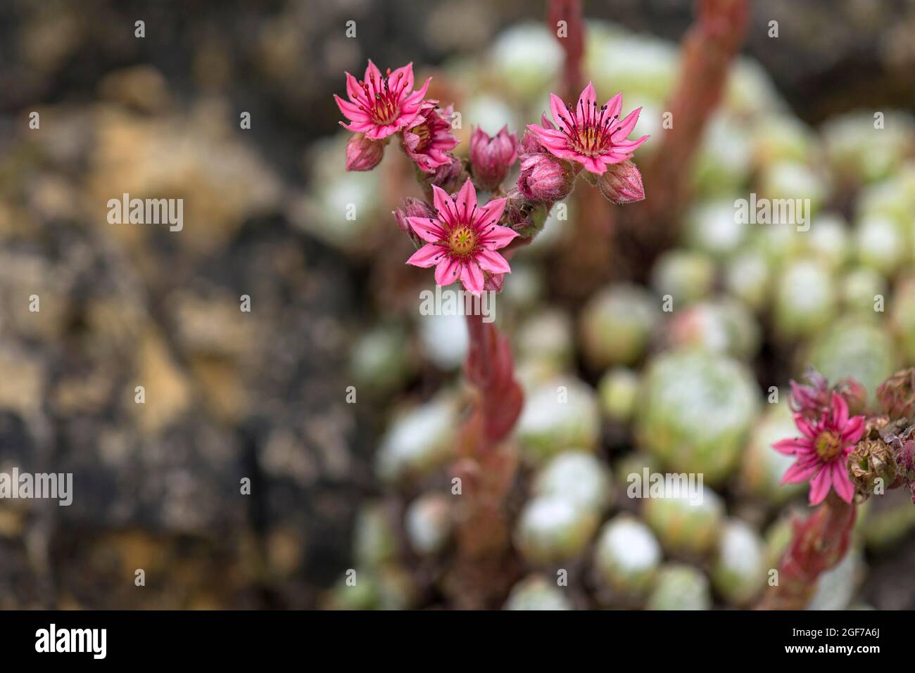 Flowers of Common Houseleek (Sempervivum tectorum), Bavaria, Germany ...