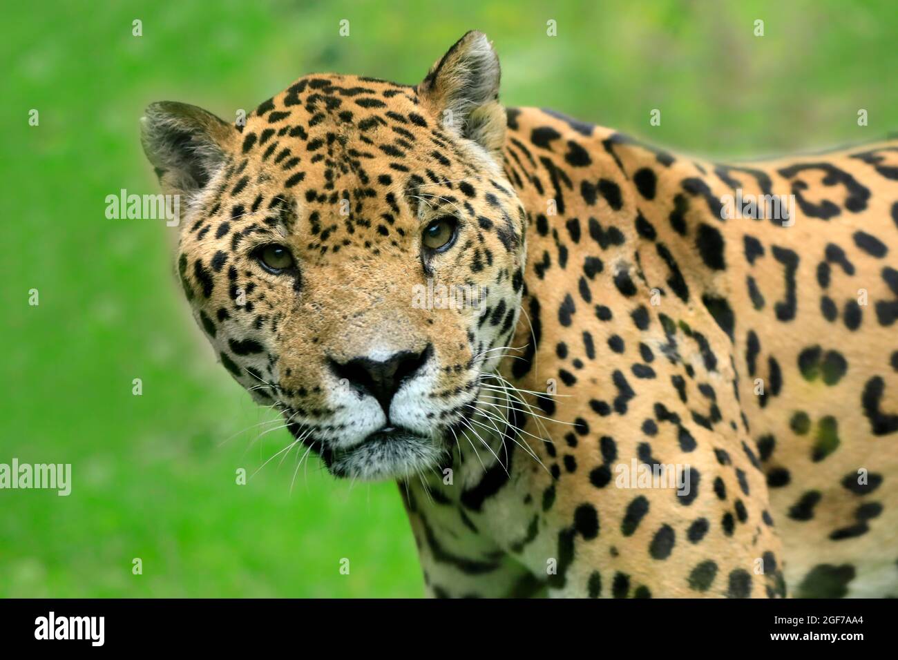 Jaguar (Panthera onca), adult, alert, portrait, captive Stock Photo - Alamy