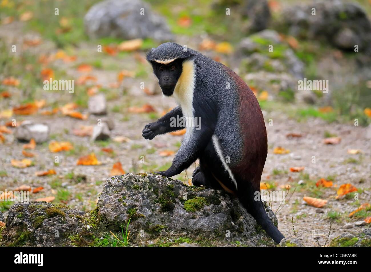Diana guenon (Cercopithecus diana), adult, alert, captive, West Africa ...