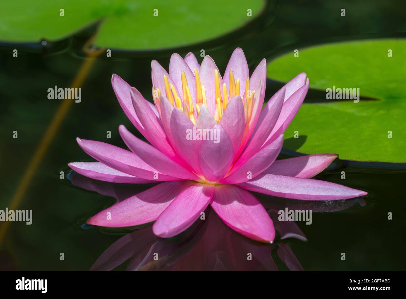 Pink water lily (Nymphaea Pink), variety American Star, Baden ...