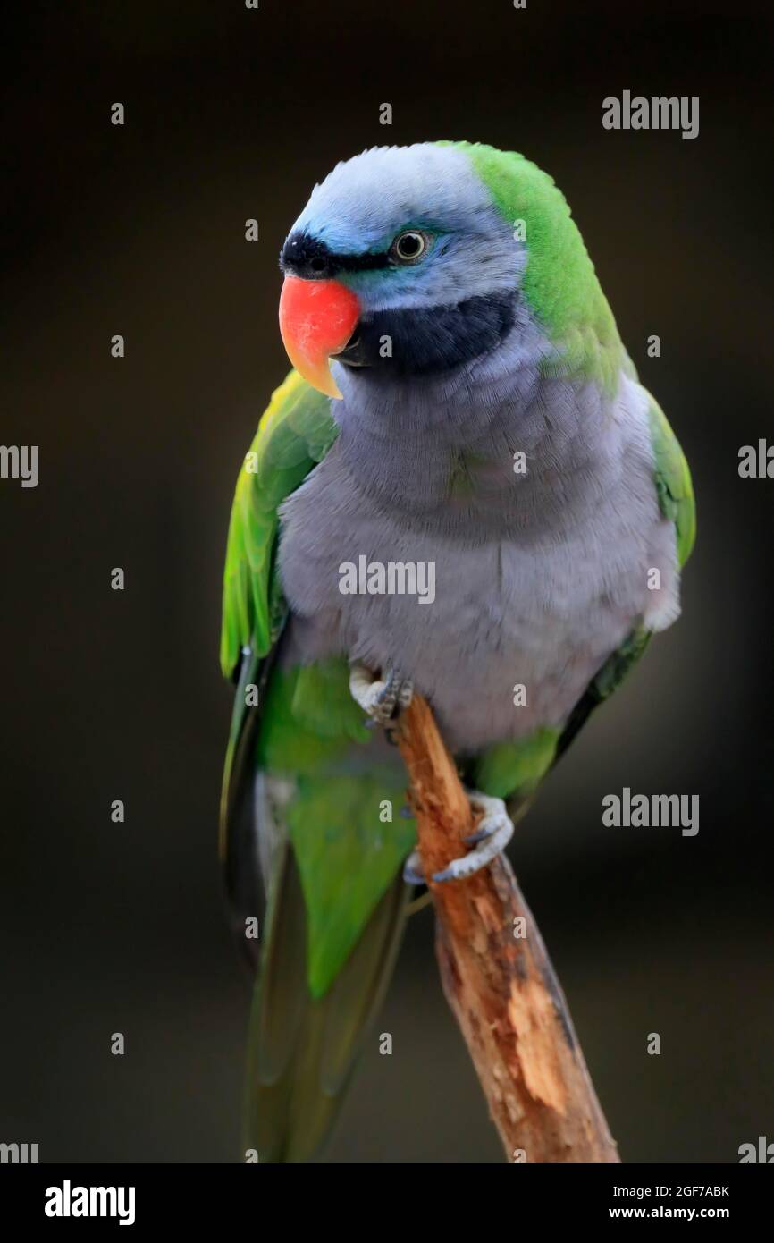 Derbiana hi-res stock photography and images - Alamy