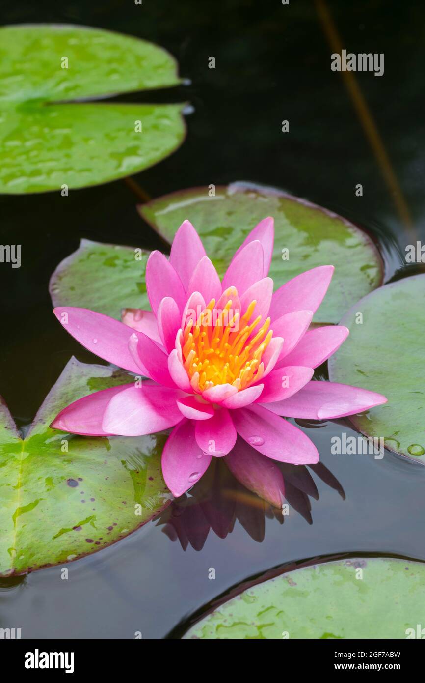 Pink water lily (Nymphaea Pink), variety American Star, Baden ...