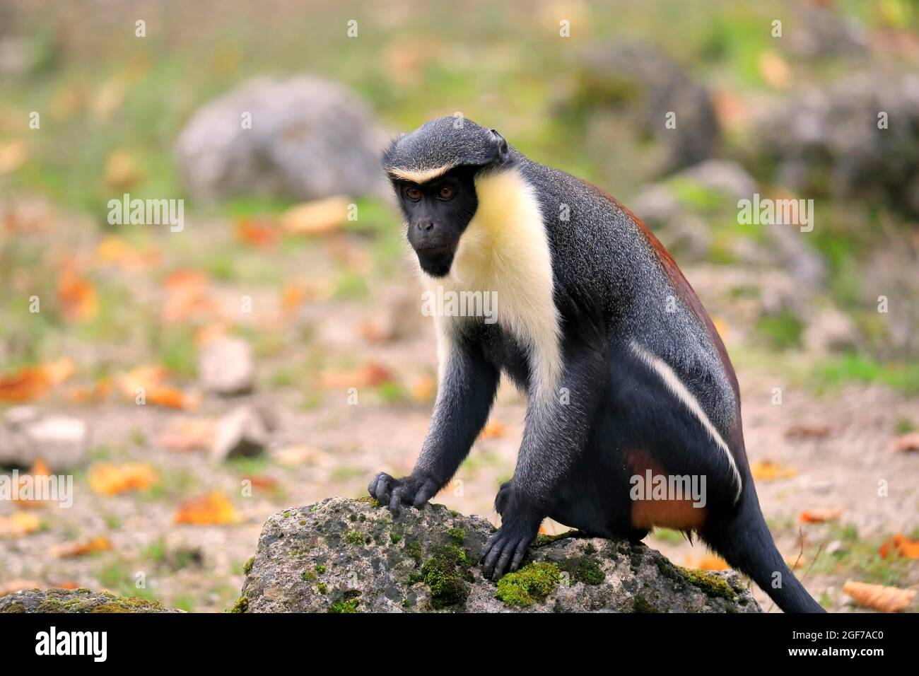African guenon hi-res stock photography and images - Alamy