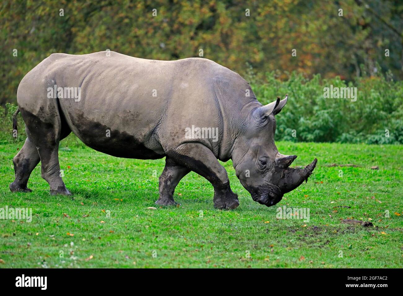 White rhinoceros (Ceratotherium simum), adult, running, foraging ...