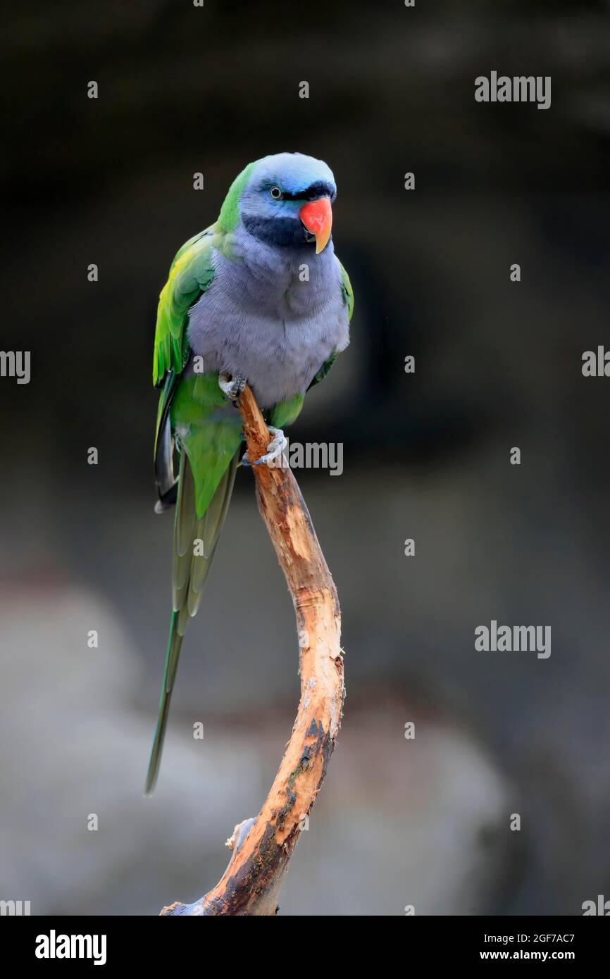 Southeast asian animal hi-res stock photography and images - Alamy