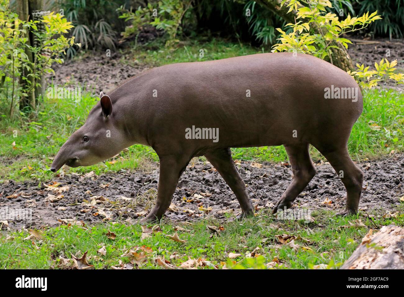 Lowland tapir (Tapirus terrestris), adult, foraging, captive Stock ...