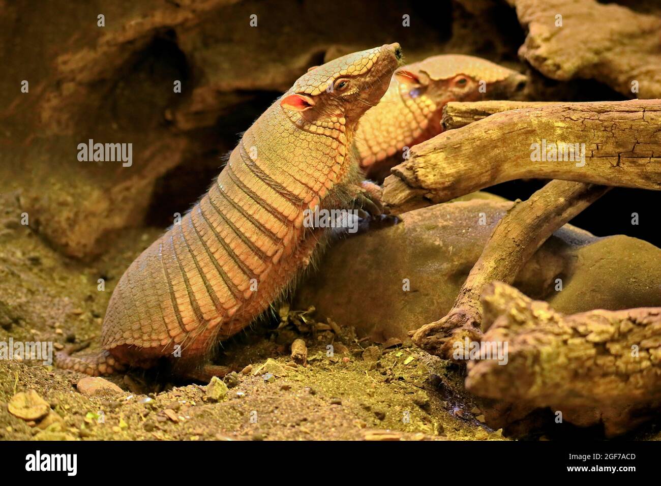 Big hairy armadillo (Chaetophractus villosus), adult, two animals ...
