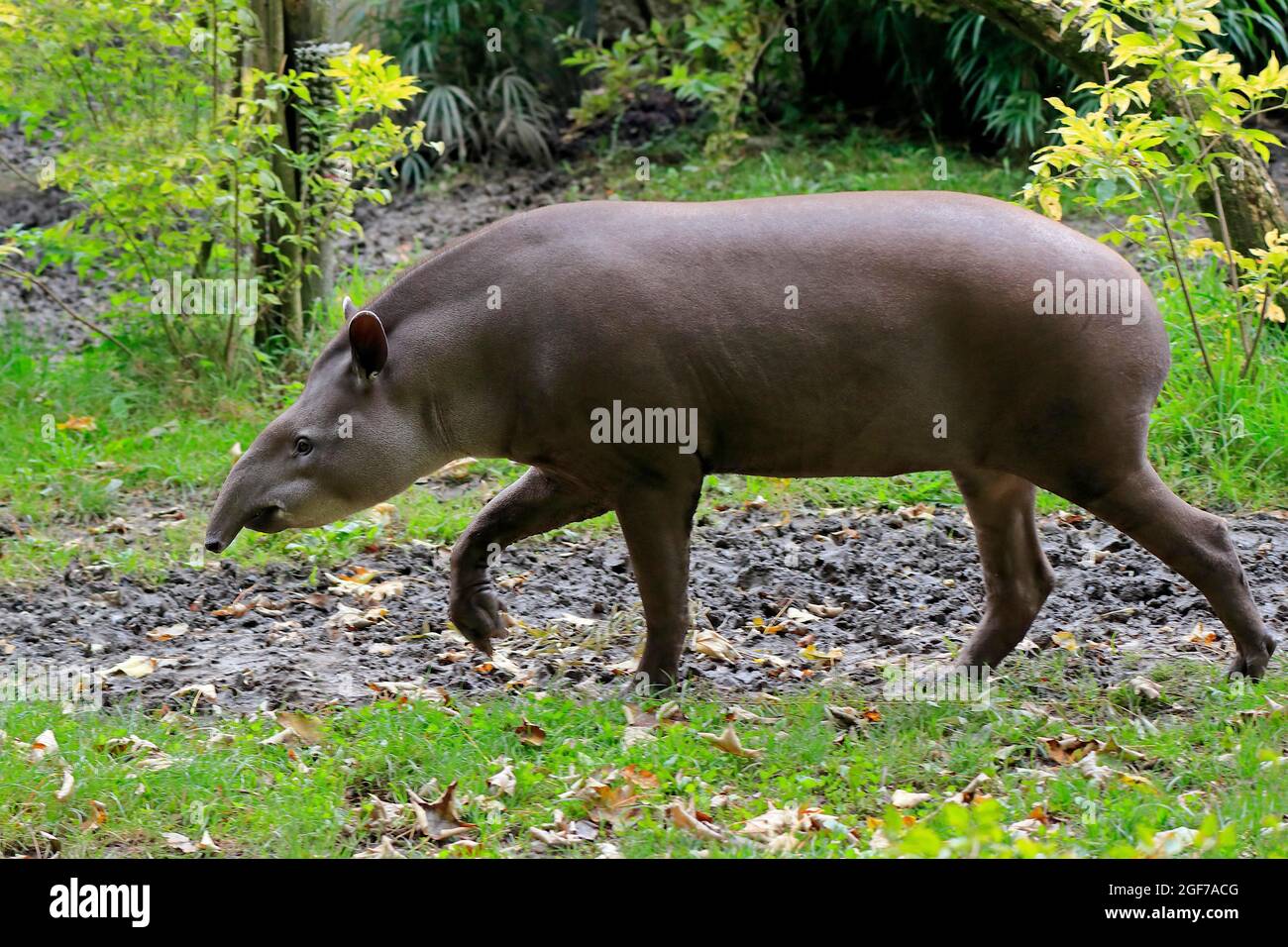 Lowland tapir (Tapirus terrestris), adult, foraging, running, captive ...